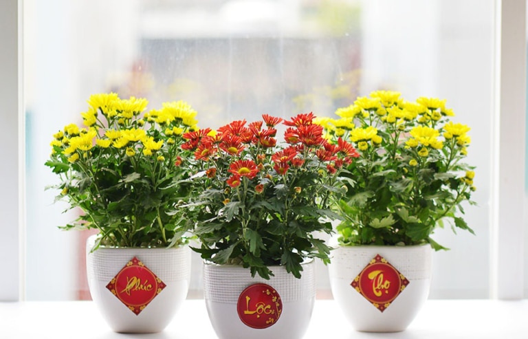 How to Use the Chrysanthemum in Feng Shui - LotusBuddhas