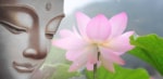 How to Use the Lotus in Feng Shui - LotusBuddhas