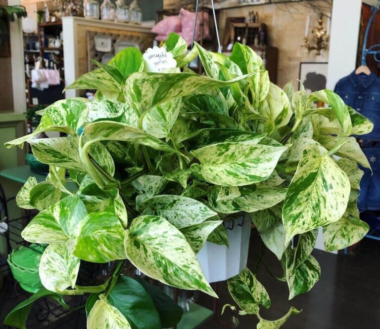 Golden Pothos: Care, Meaning and Benefits - LotusBuddhas