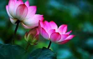 The Meaning of Lotus Flower in Buddhism - LotusBuddhas