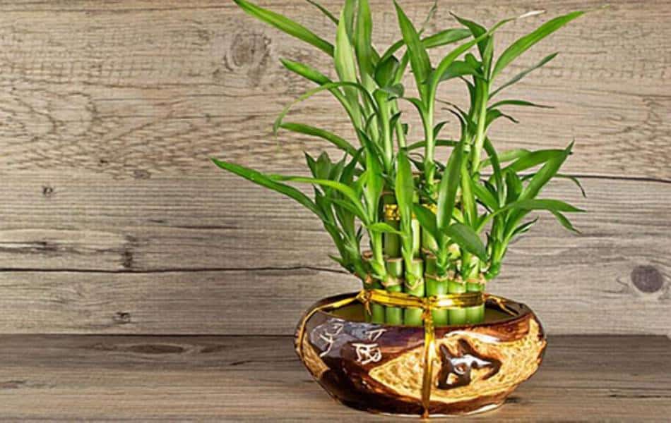 How to Use Lucky Cat in Feng Shui - LotusBuddhas