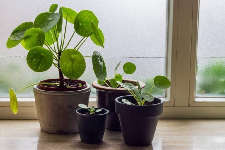 Chinese Money Plant: Care, Meaning and Benefits