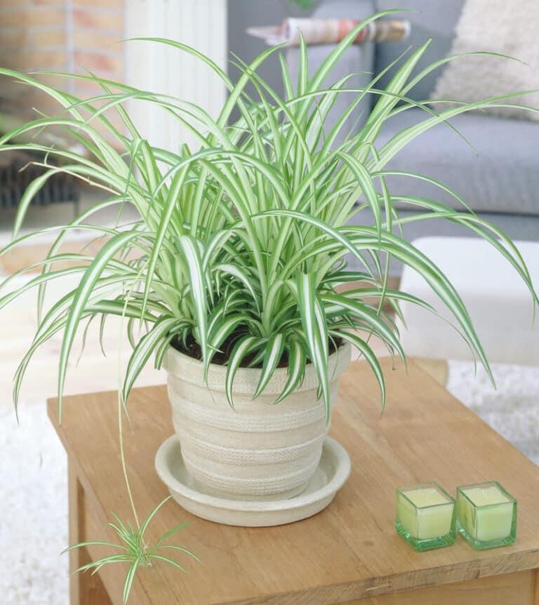 10 Types of Money Plants in Feng Shui - LotusBuddhas