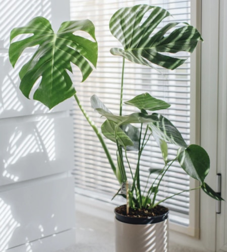 Monstera Deliciosa: Care, Meaning and Benefits