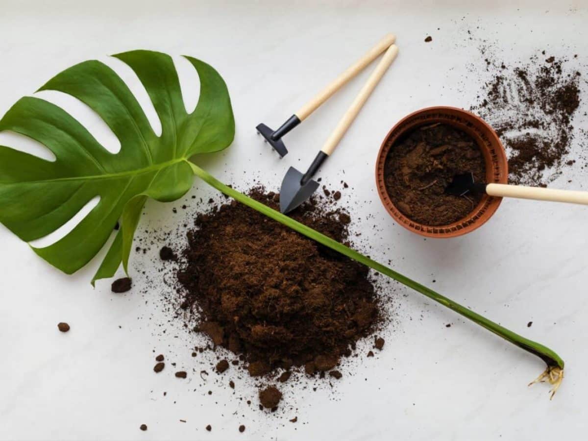 Monstera Deliciosa: Care, Meaning and Benefits