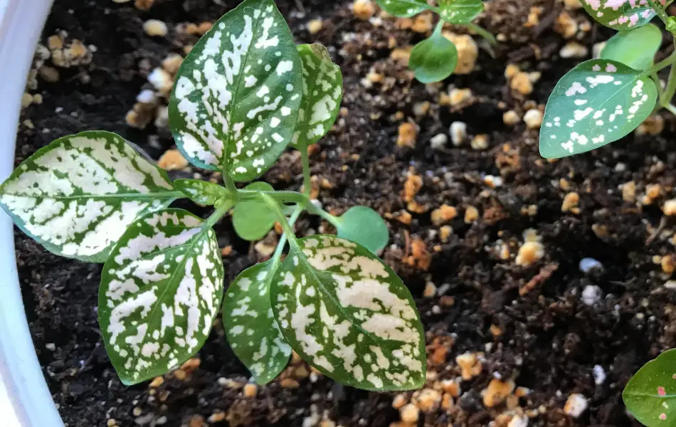 How To Care For Polka Dot Plant Indoors LotusBuddhas